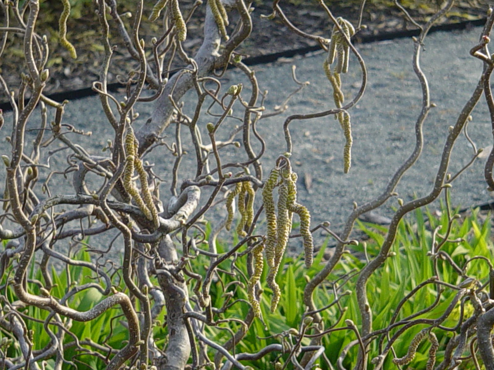 Americus Garden Inn Bed and Breakfast: The Frogs Arrived in time for Easter
