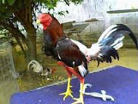 COMO SELECCIONAR GALLOS PARA EL COMBATE