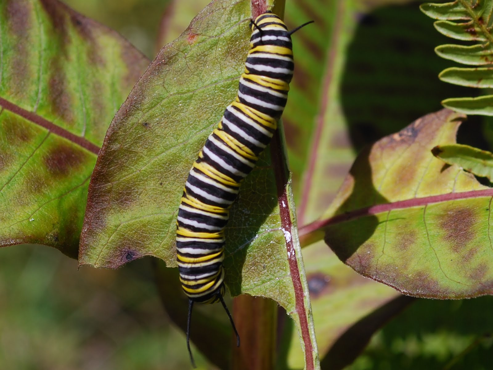 High Virginia Outdoors: Butterfly of the Month/September-Monarch
