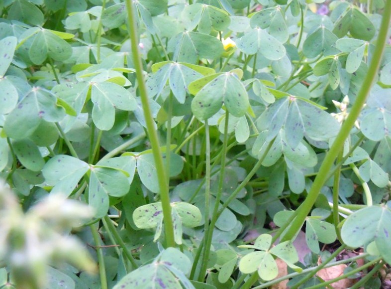 El huerto en invierno