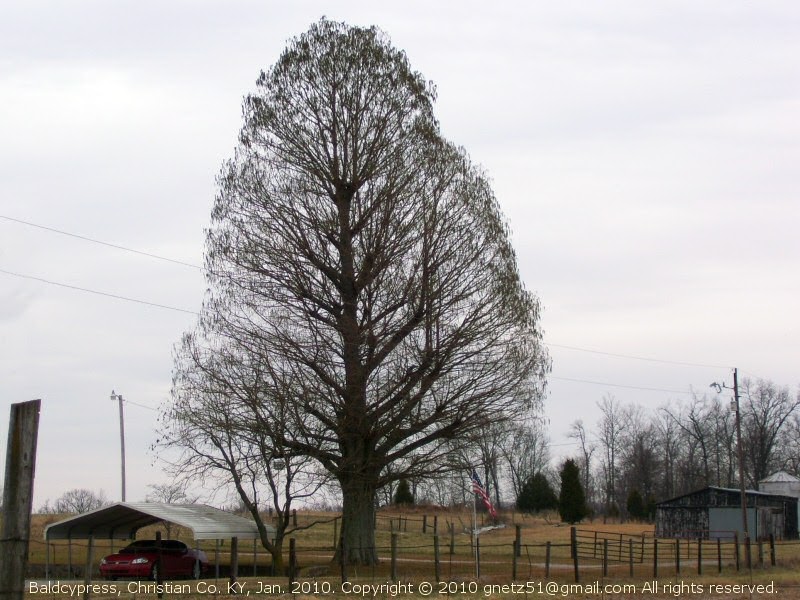 Bald Cypress Tree Leaf Identification