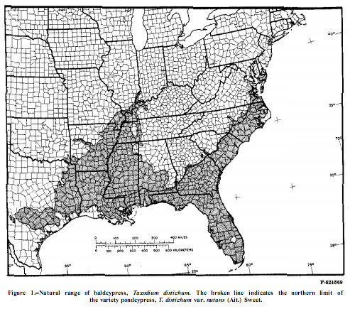 Tree Notes: Bald cypress swamps in Midwestern states