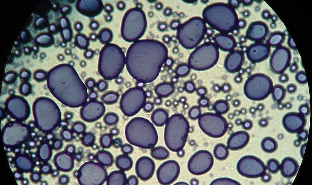 Química de Alimentos: El almidón