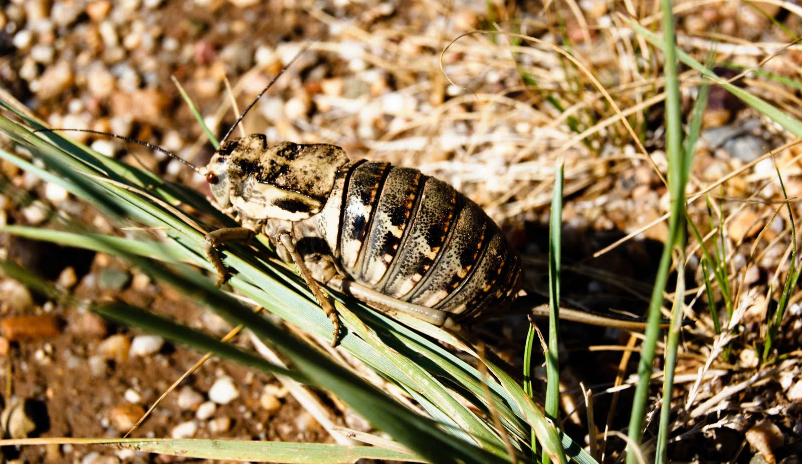 Мэдлэг мэдээллийн сайт: Үзэсгэлэнт говь нутгаар аялсан тэмдэглэл