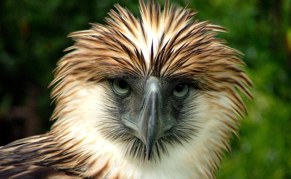 Akademika atbp.: National Symbols of the Philippines