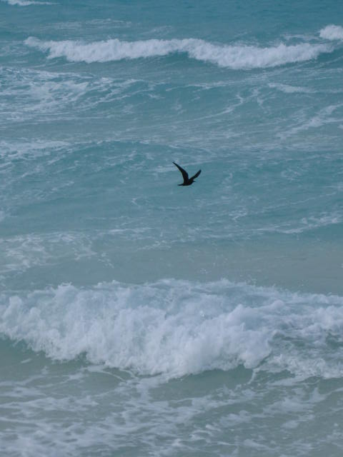 Midway Atoll National Wildlife Refuge Volunteer: Windy Day Birds