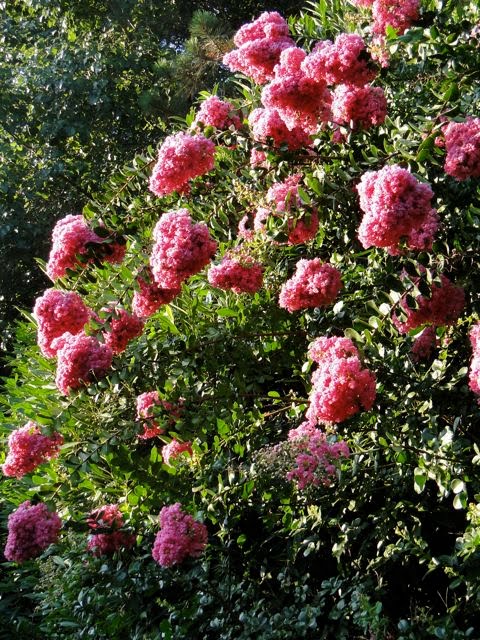 The Sweetbrier Cottage: Life's Blessings