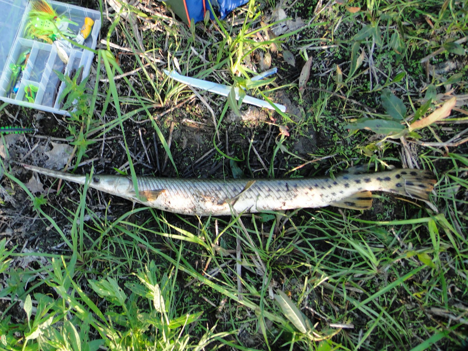 MONTREAL, CANADA: PECHE