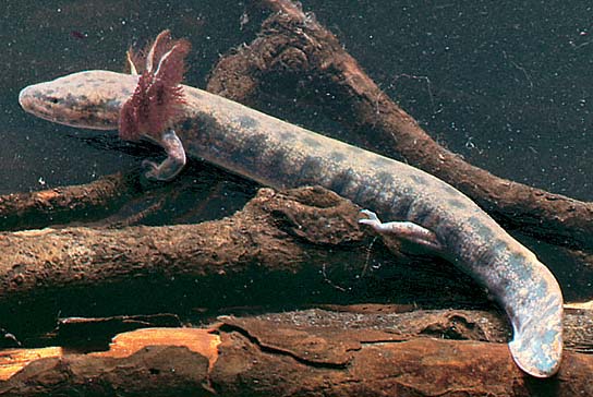 BINATANG LANGKA: Neuse River waterdog (Necturus lewisi)