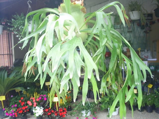 MANTENIMIENTO Y DISEÑO DE JARDINES: Cacho de Venado Planta Epifita