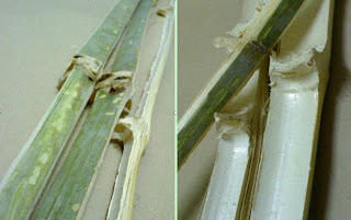 pendidikan seni visual: Seni Kraf Wau - Khazanah Tradisional Negara