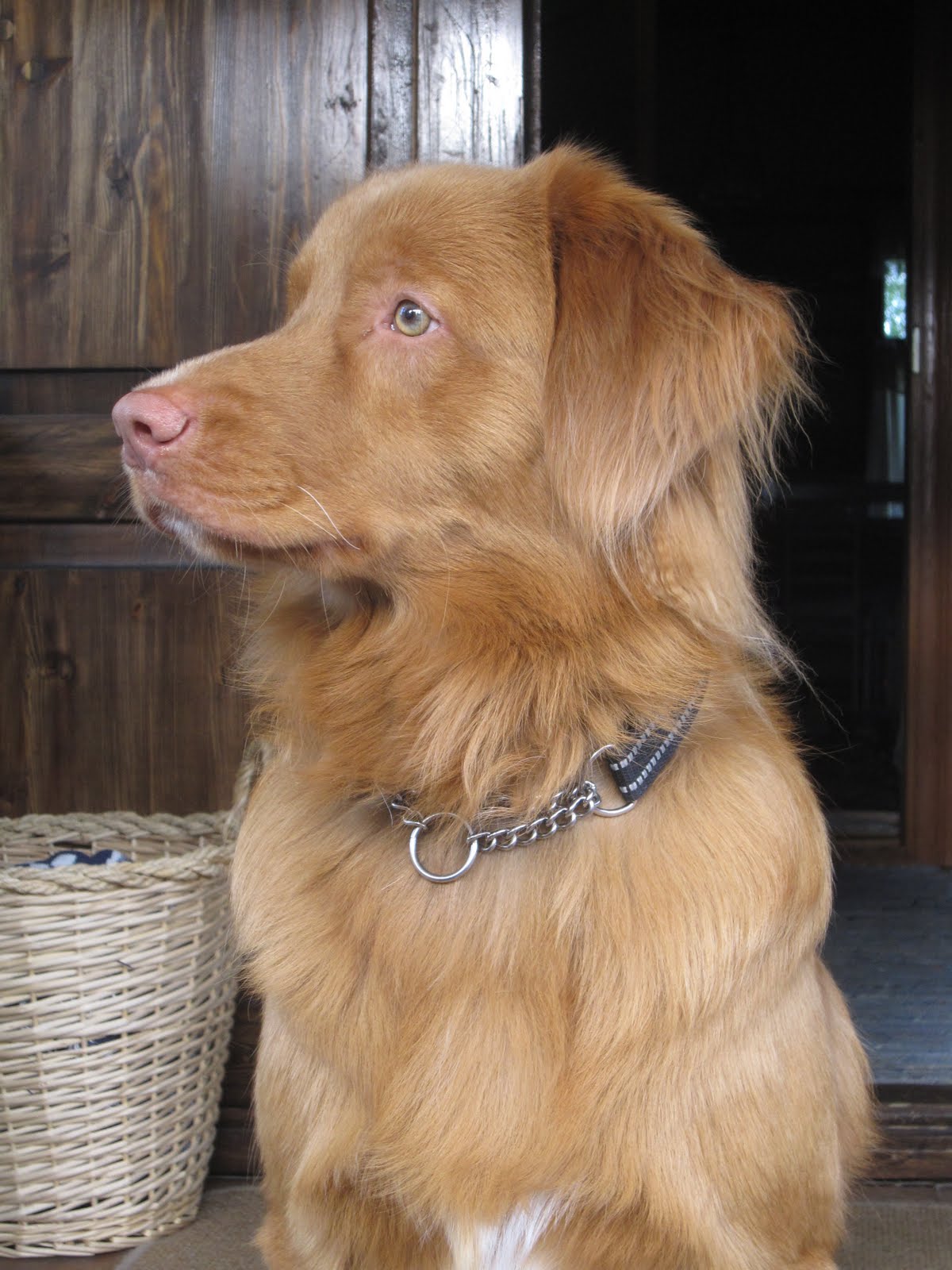 Päivänpesän elämää: Tolleri lapsiperheessä