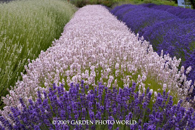 Lavender Daze, Purple Haze