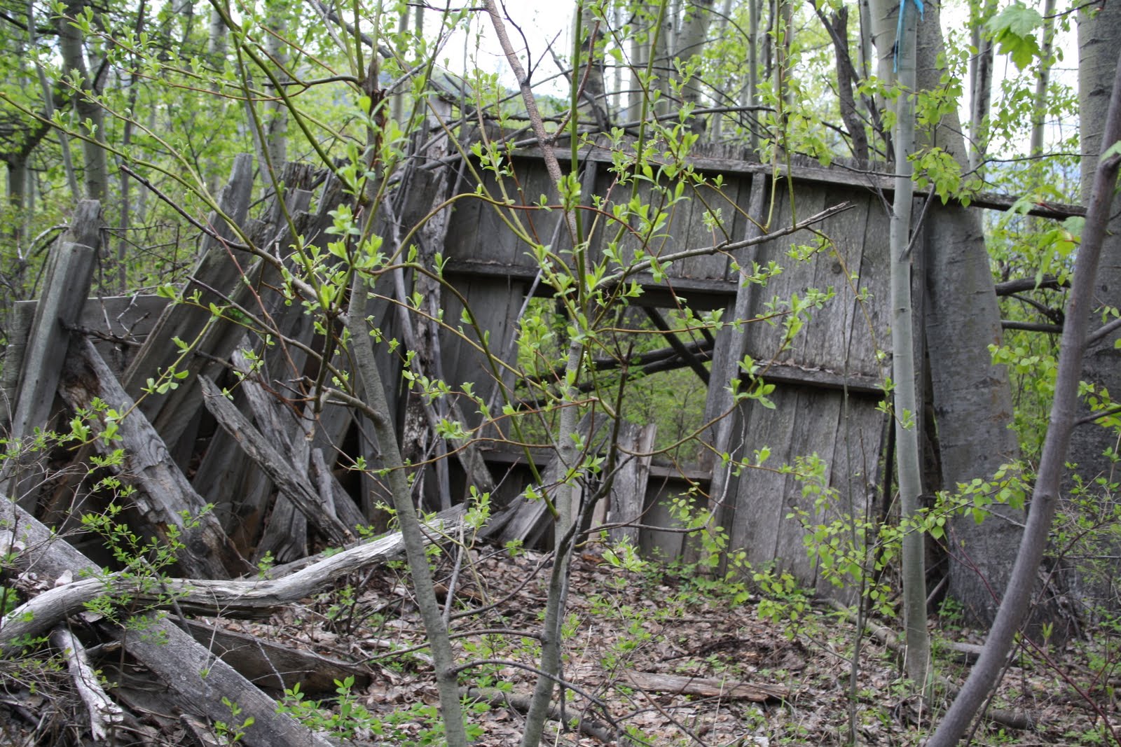 FoxwoodLane: Coalmont, Blakeburn