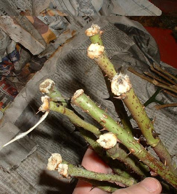 Mid-Atlantic Plant Research Center: Rooting rose cuttings