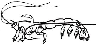 Coastal Art-Maggi: Sand Yabbies...Yabby Pumps