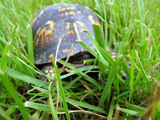 A Turtle! & Fragrant Jasmine Rice - The Spiced Life