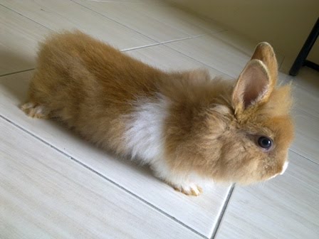 Bouncing Bunnies Rabbitry: Dwarf Angora For Sale