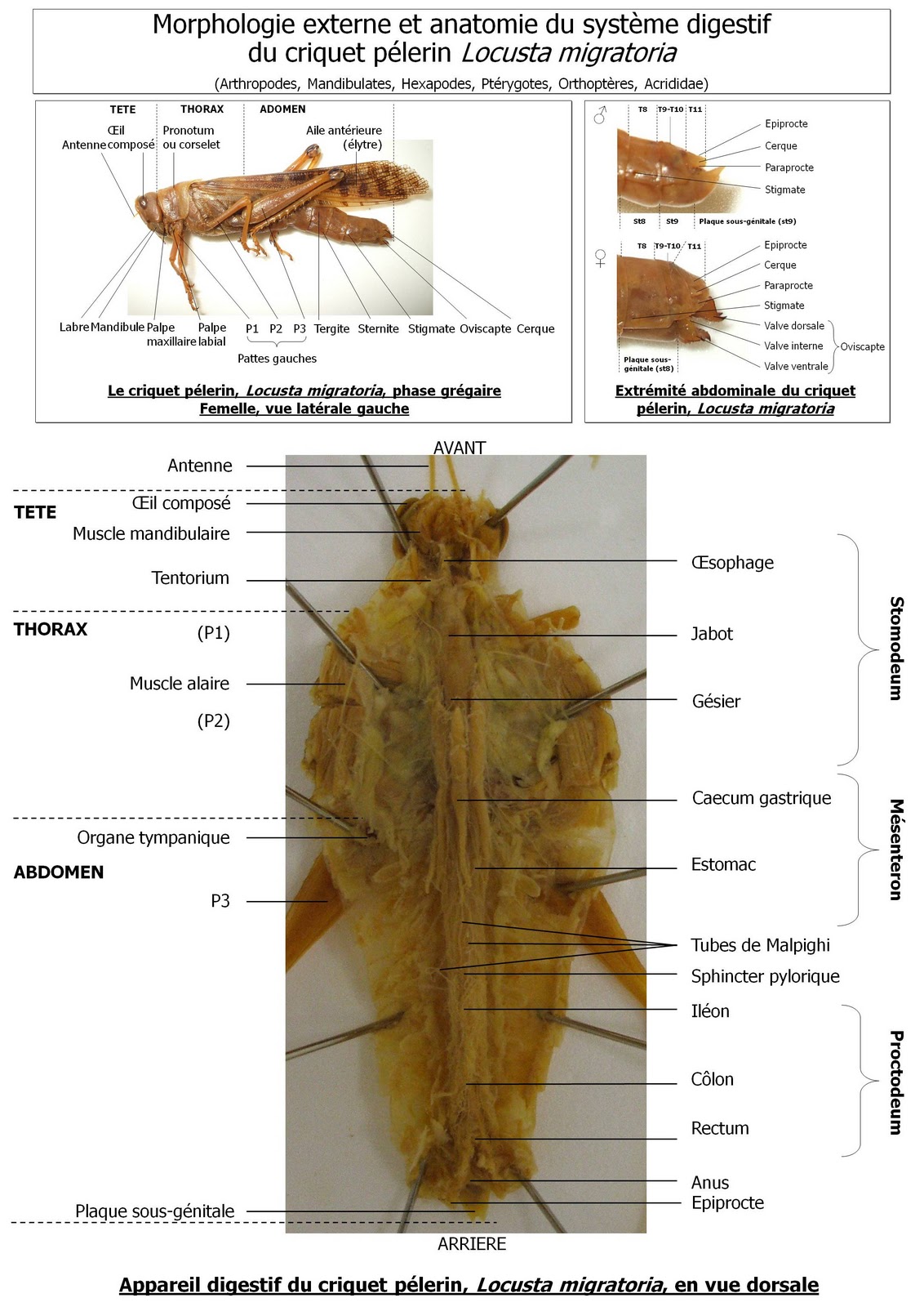 Le Blog de M.Colin: Chronique de dissection : le criquet