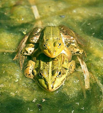 Le Blog de M.Colin: Chronique de dissection : la grenouille