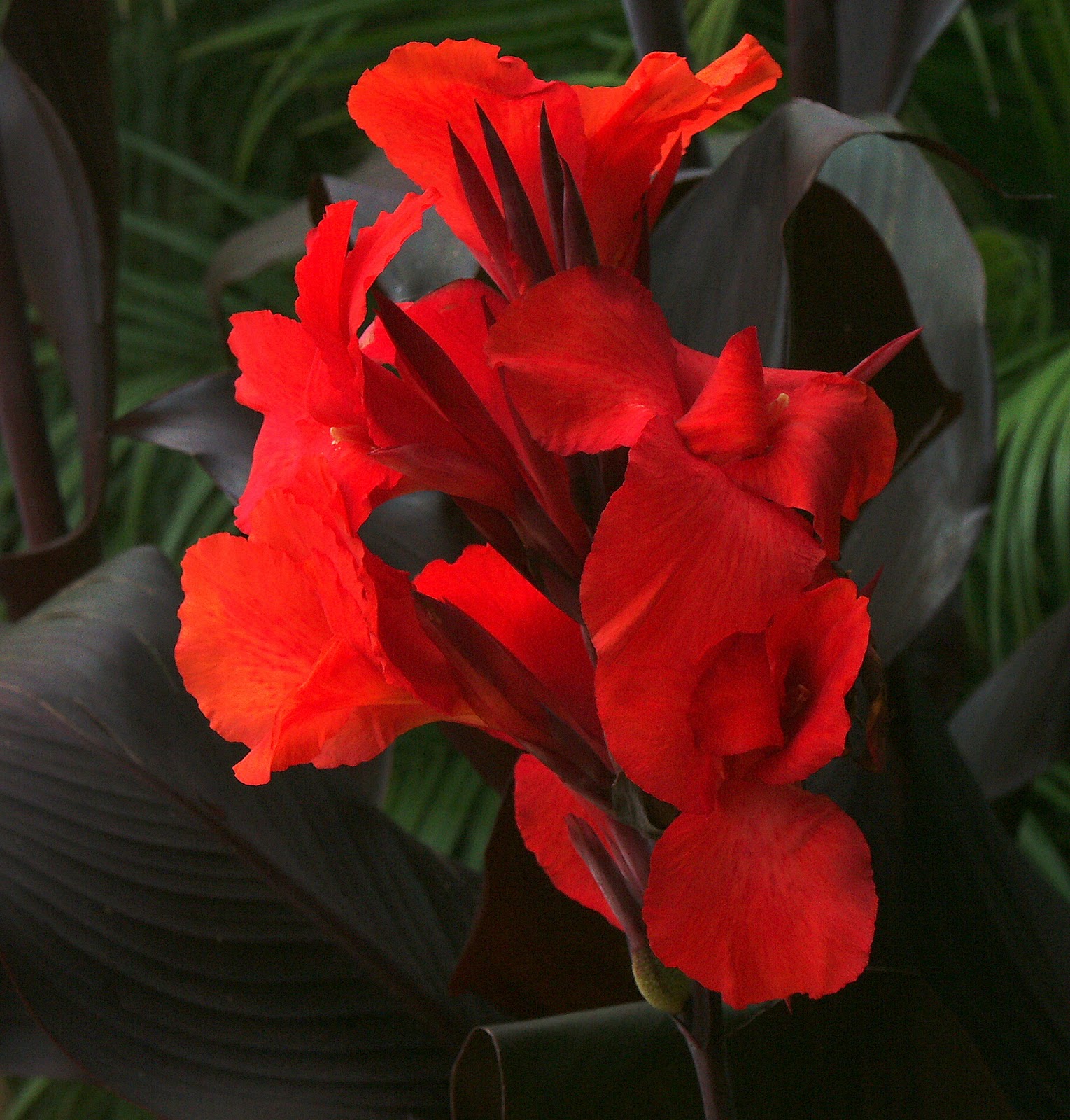 My Blooming Garden: Canna flowers