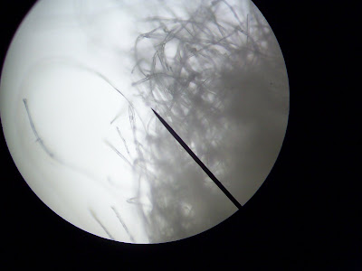 Forensics: Techniques of Identification of Hair/Fiber: Lab