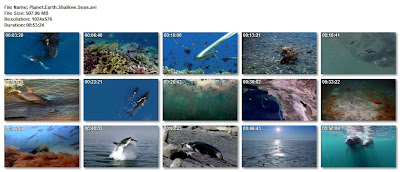 Top Documentaries - Programmes and Films: Planet Earth - Shallow Seas