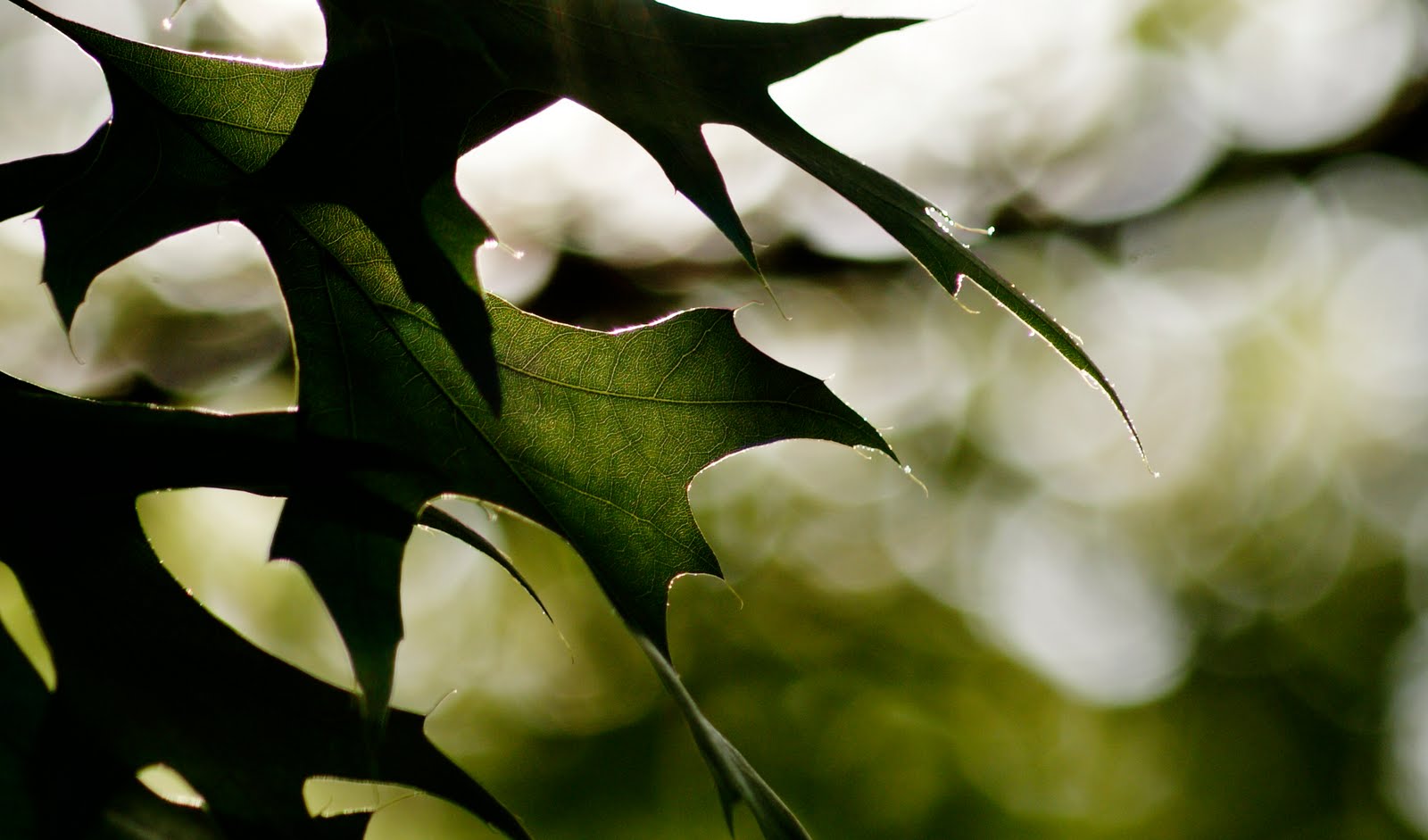 Jessica Cook Photography: April 2010