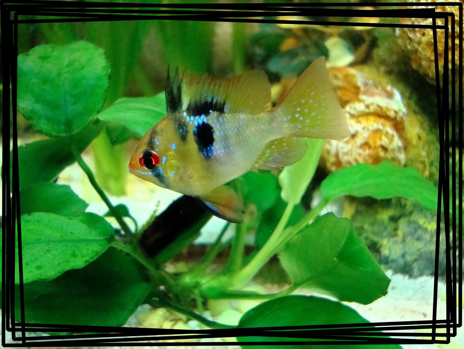 Bienvenue dans notre aquarium!: Le Ramirezi et sa reproduction