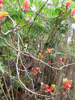 HAWAII GARDENING: Lichens, Mosses, and Fungi, Oh My!