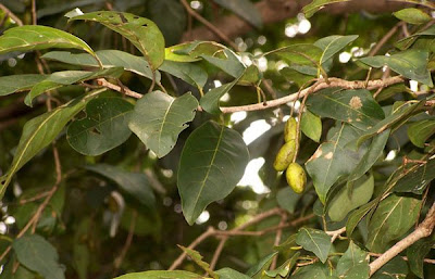 Medicinal Plant Site: Terminalia chebula