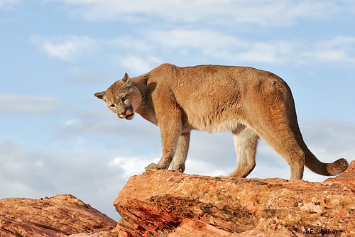 Imágenes del Puma - Imagui