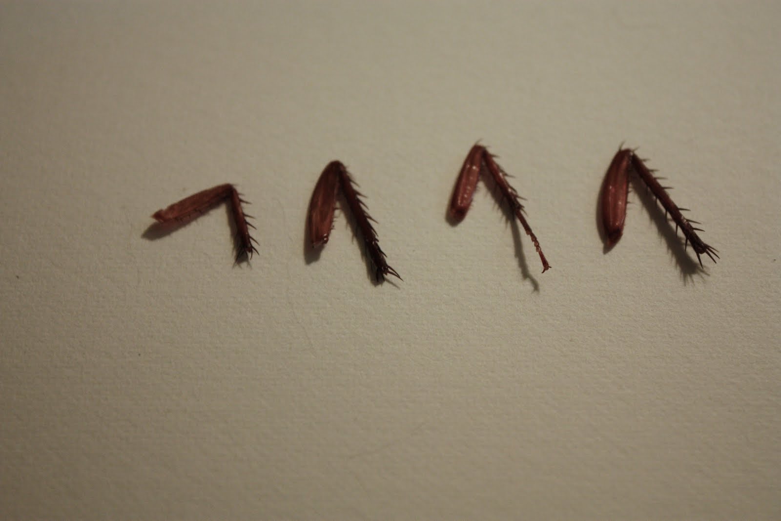 When in Rome?: This Is A Post About Cockroach Legs