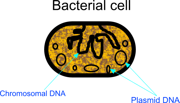 Jose Ayala-C Micriobiology Research blogs