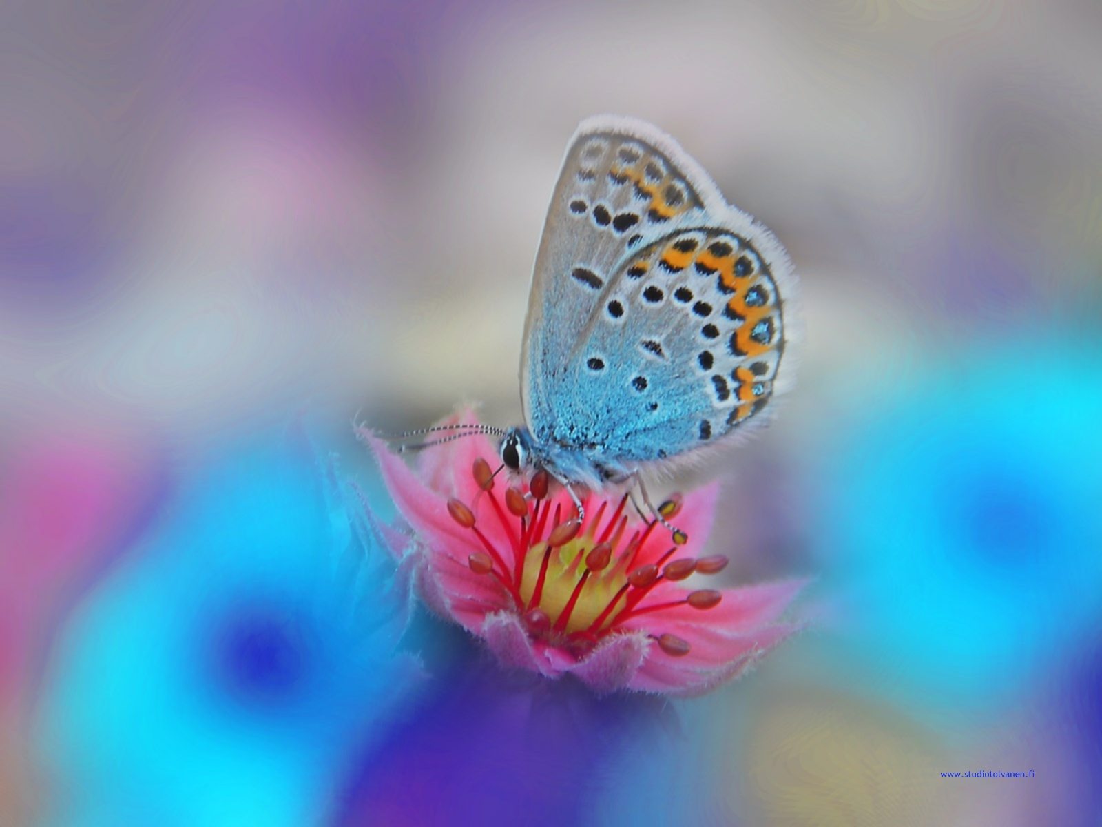 TÄHTISILMÄ: Perhonen