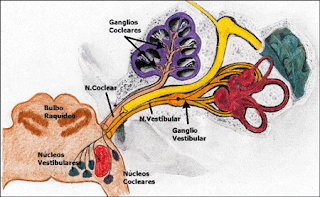 NERVIO ESTATO-ACUSTICO y VIAS SENSORIALES: NERVIO VESTIBULOCOCLEAR