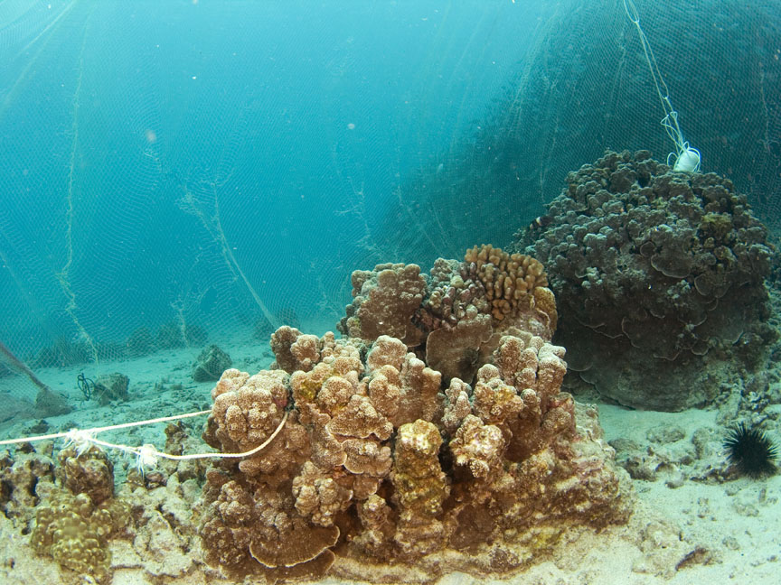 Hawaii EcoTube: Akule Fishing Damages Reef in West Hawaii