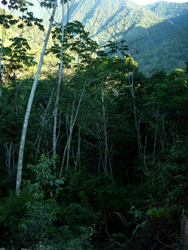 FotoCésarCox: Carretera Tarapoto,Puente Colombia,Shapaja, Chazuta