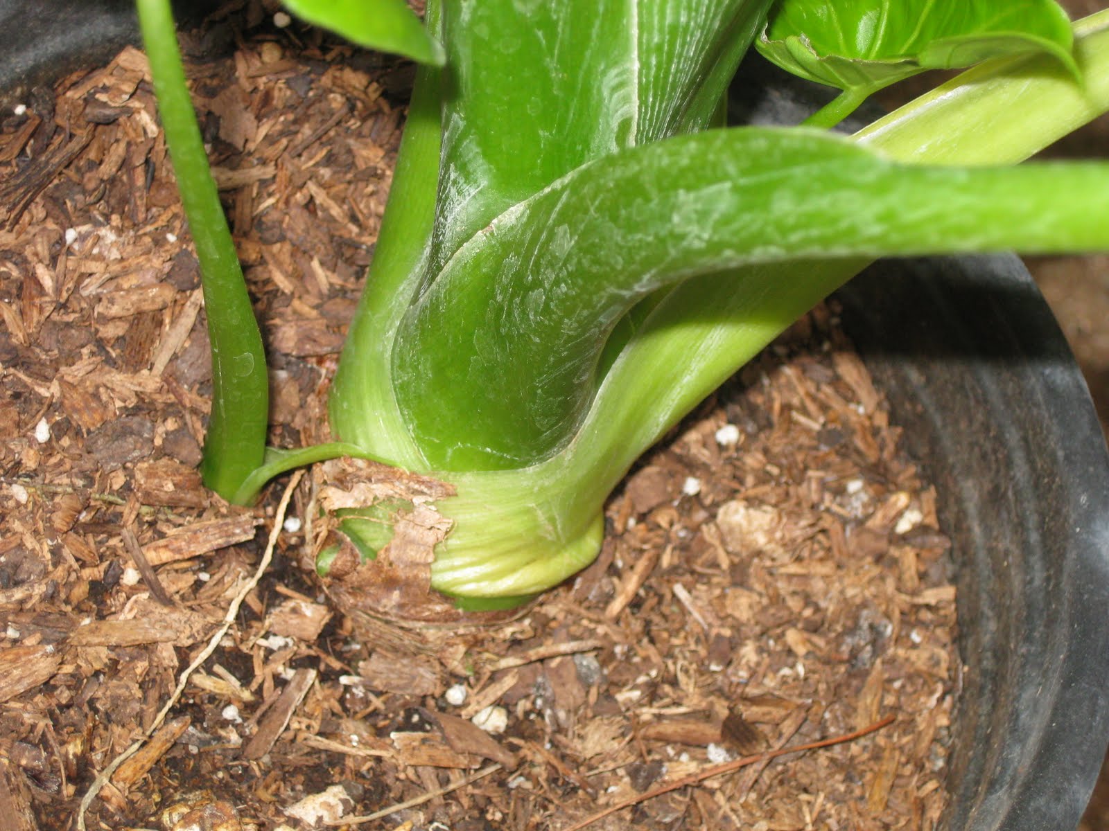 Edible Tropicals How To Grow Taro