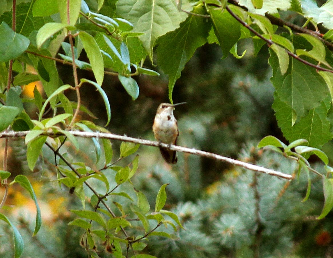 Birding Connecticut: Rufous Hummingbird on Sunday Afternoon