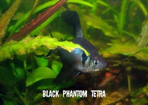 Everything About Aquariums: The Album of Fresh Water Fish (4)(Tetra Family)