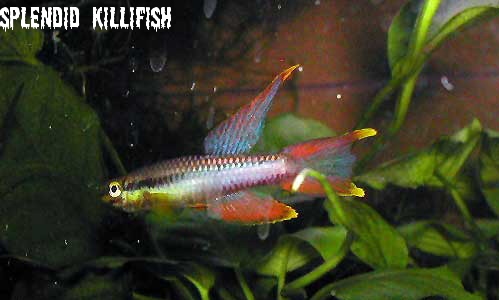 Everything About Aquariums: The Album of Fresh Water Fish (6)(Killifish ...