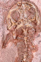 จิ้งจกน้ำเม็กซิกัน ( Mexican Axolotl )