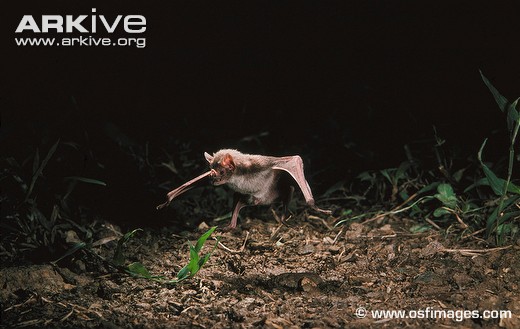 wowboom: ค้างคาวดูดเลือด มันคือ อสูร แห่ง รัตติกาล จริงหรือ? ( Vampire ...