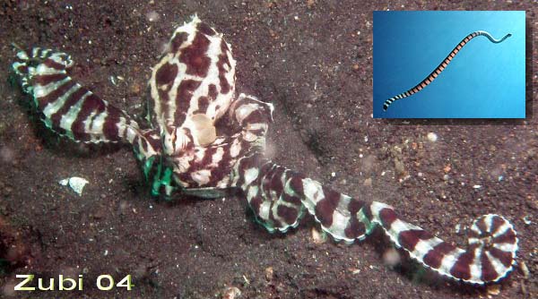 wowboom: ปลาหมึก เจ้าเล่ห์ จอมหลอกลวง ( Mimic octopus )