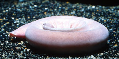 wowboom: ปลาไหลเมือก ( Pacific Hagfish )