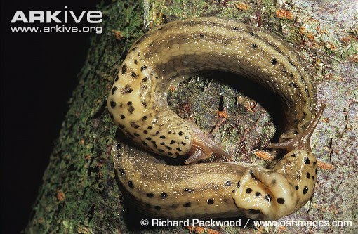 wowboom: บทรักผาดโผน กับ ทากเสือดาว (leopard slug)