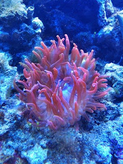 Ons eerste zee aquarium: Vermist: rode anemoon