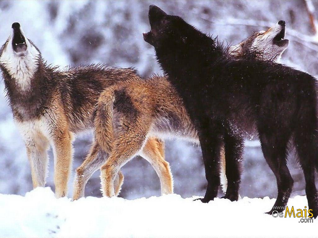 A Natureza Os Lobos: Lobos