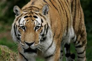 Fragile Papers: A Tiger in Egypt!!